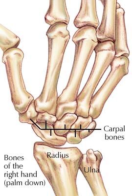 bones of the right hand and wrist